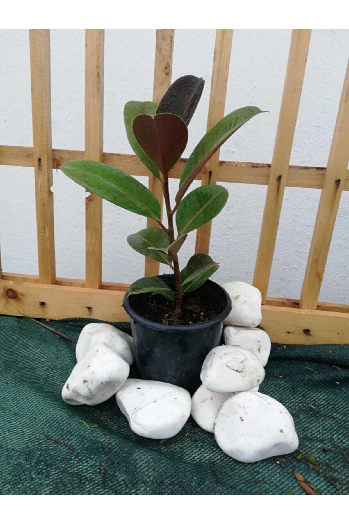 Stok Kodu: BRCSTKAUÇUK